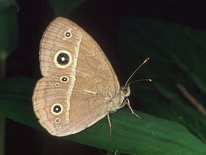 下草にとまるヒメジャノメ