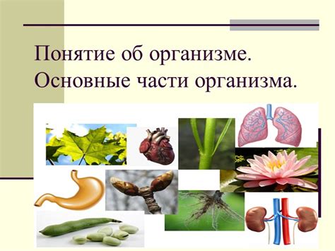 Презентация к уроку биологии в 5 классе по теме Организм единое целое новый ФГОС Читать