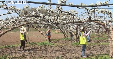 배 인공수분 인력난에 저온 피해까지