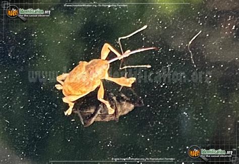 Nut And Acorn Weevil