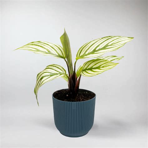 Calathea Vittata Plante Hypnotique Pour Terrarium Facile Dentretien