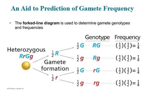 Ch 2 Transmission Genetics Mendel Flashcards Quizlet