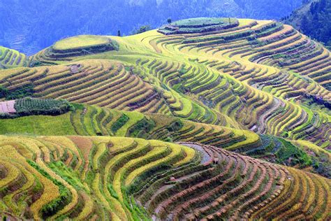 Les Superbes Rizières En Terrasse De Longsheng 2tout2rien