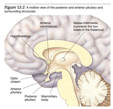 6 Hormones And Sex Flashcards Quizlet