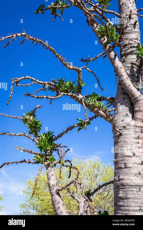 Nature Of Namibia Different Types Of Trees And Shrubs Found In Namibia