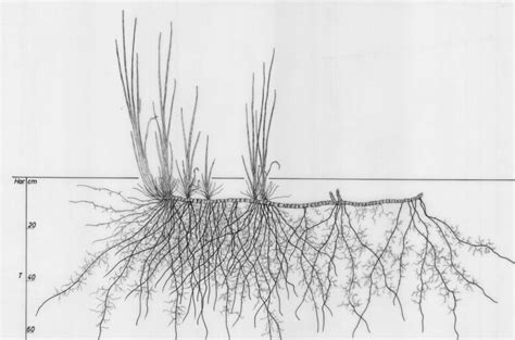 Dig Into An Enormous Archive Of Drawings Unveiling The Complex Root Systems Of Plants