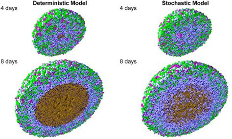 Hanging Drop Spheroid Simulations With Deterministic Necrosis Left Download Scientific