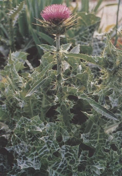 水飞蓟 中草药彩色图谱 医学