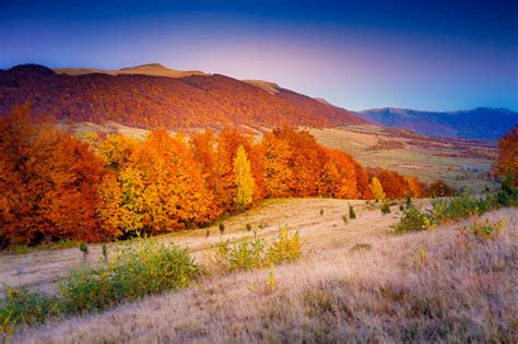 다채로운가 산에서 나무에 나뭇잎 카 르 파티 아 우크라이나 유럽입니다 0명에 대한 스톡 사진 및 기타 이미지 0명 가을 경관 Istock