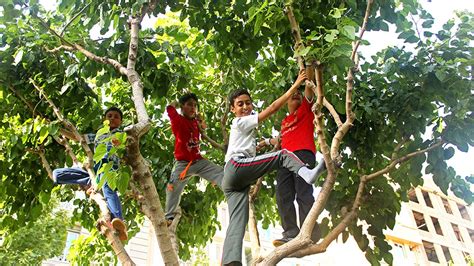 تصاویری جالب از چیدن توت از درخت‌های خیابان‌های تهران توسط مردم عکس