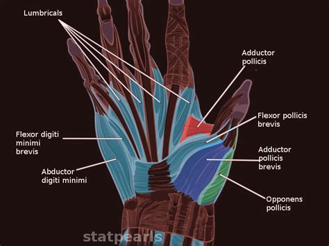 Hypothenar Hypothenar Eminence Qgdtmr