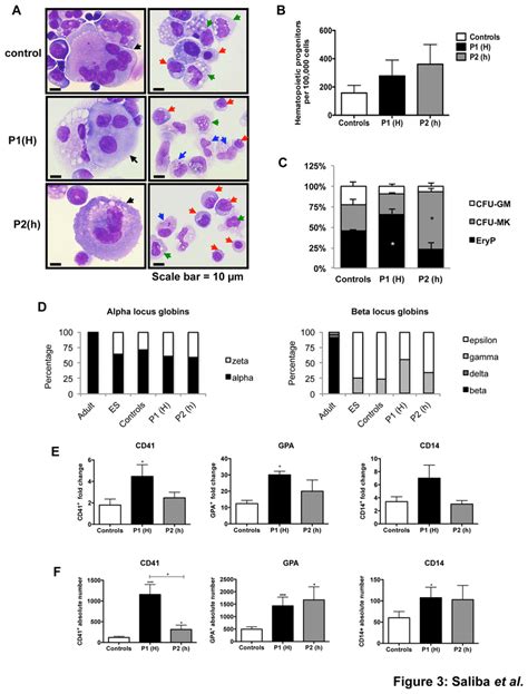 Hematopoietic Differentiation Of Ips Cell Lines A Cytological