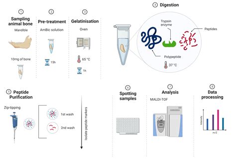 Zooms Zooarchaeology By Mass Spectrometry Workflow Biorender