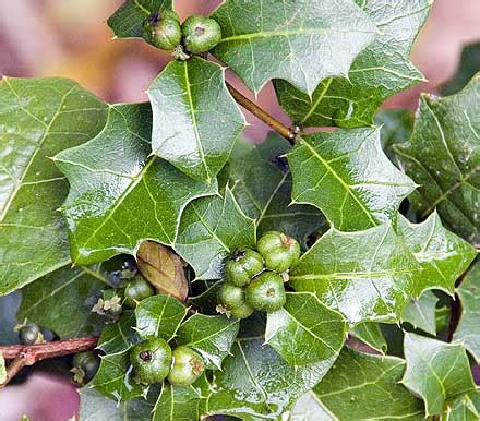 Alchornea Ilicifolia Euphorbiaceae Native Holly Save Our Waterways Now