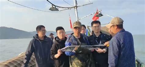 误捕水中大熊猫中华鲟 苍南渔民和渔业部门及时将其放生 新闻中心 温州网