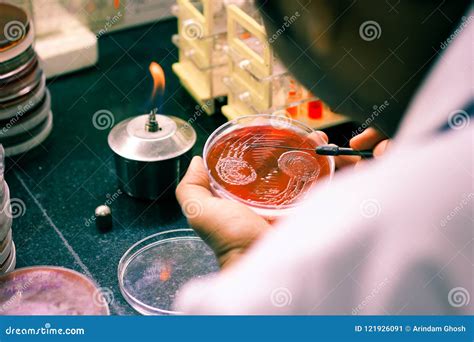 Bacterial Inoculation On A Culture Plate Using Inoculation Loop By Scientist Lab Technician In