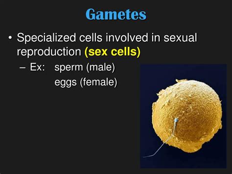 Ppt Genetics Powerpoint Presentation Free Download Id 3596375