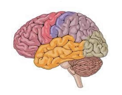 The Cerebral Brain Structure Quiz