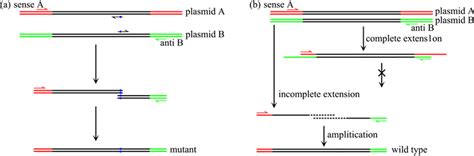 基于平行模板的重叠延伸pcr优化策略