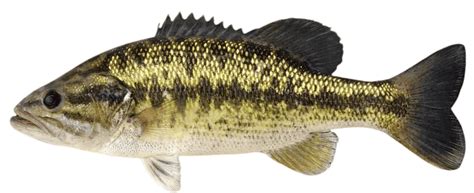 Spotted Bass Vs Largemouth The Differences Explained Usangler