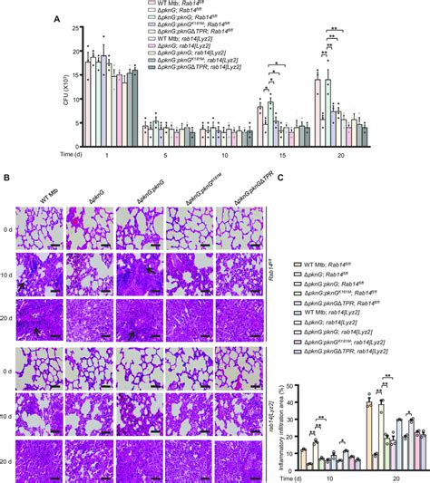 The Tpr Domain And Kinase Activity Of Pkng Contribute To Mtb Survival