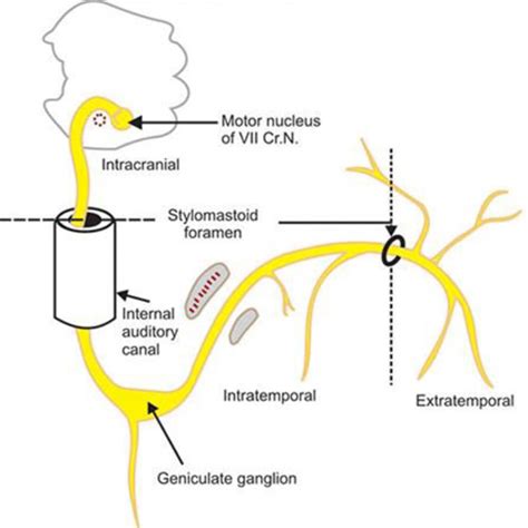 Facial Nerve Focus Dentistry