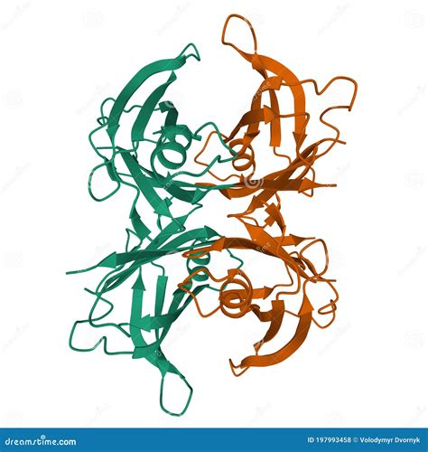 Wild Type Human Transthyretin Ttr A 3d Ribbon Model Of The Homodimer Isolated White Background