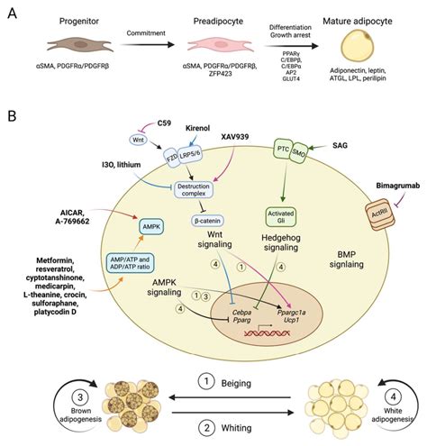 Ijms Free Full Text The Potential To Fight Obesity With