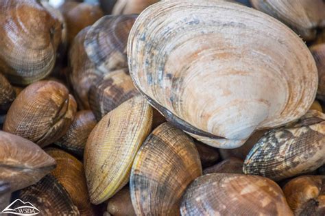 Shellfish Strategic Initiative Strategic Initiatives Of The Puget