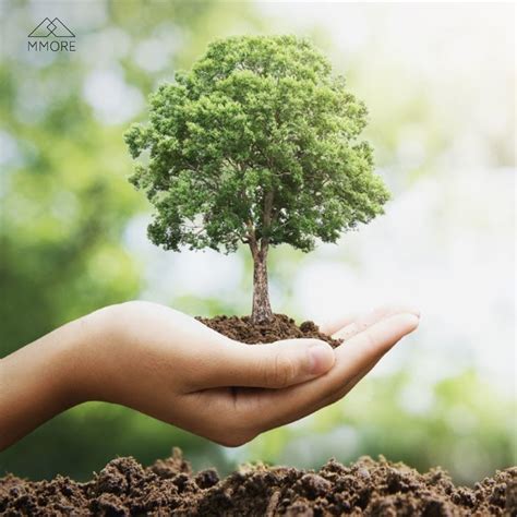 Top 999 Save Trees Images Amazing Collection Save Trees Images Full 4k