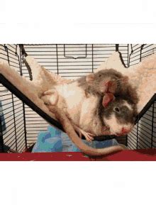 Rodents S Tenor