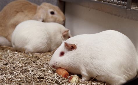 Testen Sie Ihr Wissen Mit Dem „tierversuche Verstehen“ Quiz