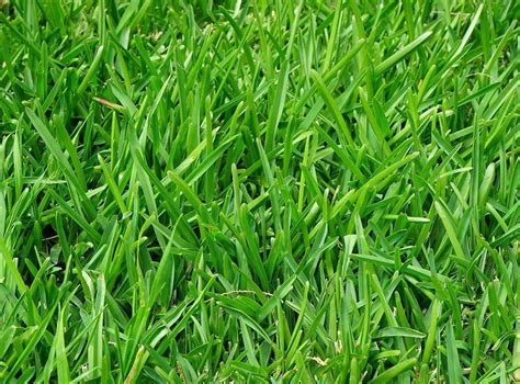 Linn Perennial Ryegrass Seed