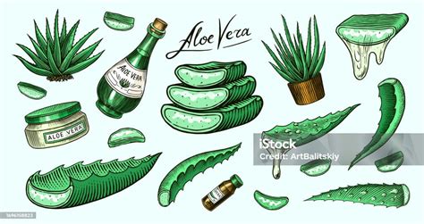 알로에 베라 세트 식물과 무리와 나뭇잎의 스케치 약초 또는 화장품 성분 손으로 그린 빈티지 잉크 스케치 라벨 광고 타이포그래피 또는 배너 포스터용 제품 0명에 대한 스톡
