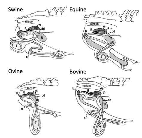 Male Reproductive System Diagram Quizlet