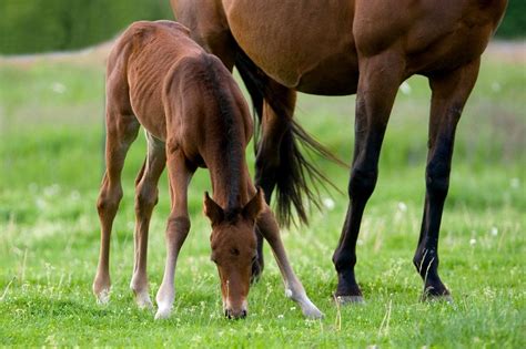 Flexural And Angular Limb Deformities In Foals Types Causes And Treatment Mad Barn
