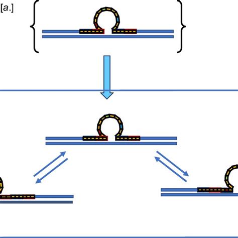 A Cartoon Version Of A Repeat Bulge Loop Within A Larger Repeat Download Scientific Diagram