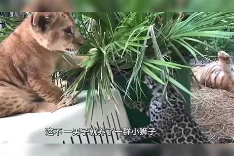 猪进入狮子园下一秒上演师兄二大闹狮王殿千万憋住笑
