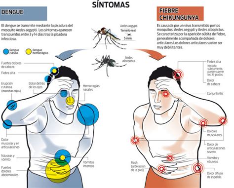 Thousands Of Cases Of Dengue Fever And Chikunguya In Honduras Q Costa