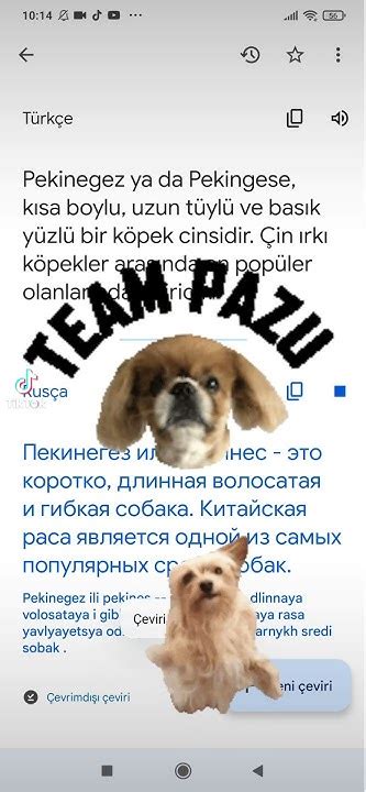 Пекинегез или пекинес это коротко длинная волосатая и гибкая собака Китайская раса является