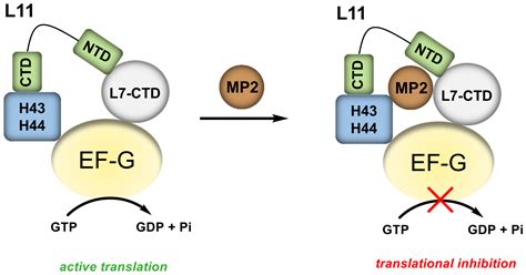 Therapies From Thiopeptides