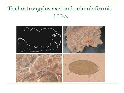 KÖnyves Tibor ReliĆ Renata Ppt Download