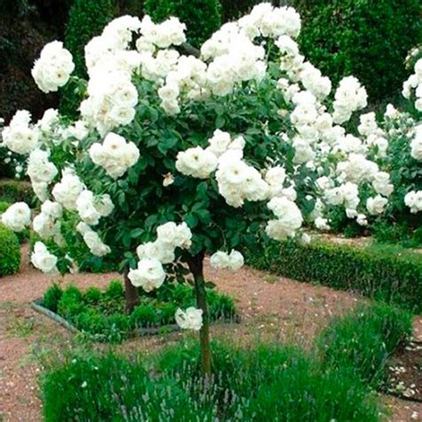 Троянда на штамбі Біла Сенсація