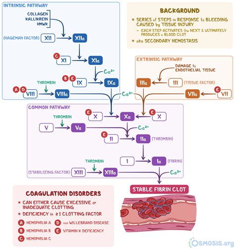 Coagulation Cascade Pathway And Clotting Steps Osmosis