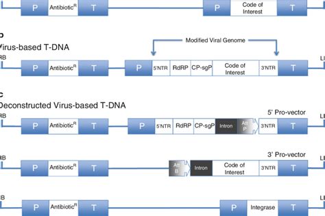 A Schematic Representation Of The T Dna Regions Of Three Different Download Scientific Diagram