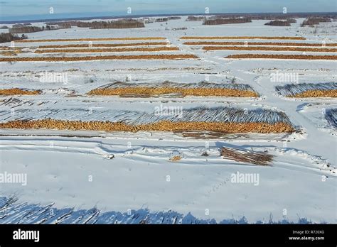 The Felled Trees Lie Under The Open Sky Deforestation In Russia Destruction Of Forests In