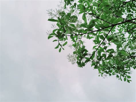 아무리 물질이 많아도 만족하지 못하면 마음은 늘 허기질 것이다 인생사 돌아보면 허상 속 그림자이던가 허상 속 그림자 성단 김동수 ♤꿈이있는 정원♤ 예쁜정원 전원주택