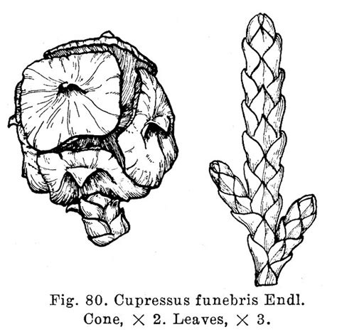 Cypress Tree Drawing At GetDrawings Free Download