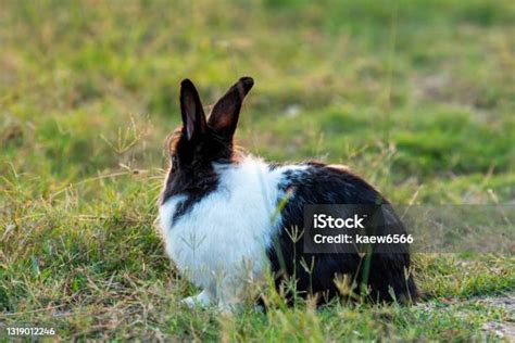 부활절 토끼 개념 사랑스러운 푹신한 작은 흰색과 검은 토끼는 자연 배경 위에 녹색 잔디에 앉아있는 동안 뭔가를보고 귀 부분에 대한 스톡 사진 및 기타 이미지 Istock
