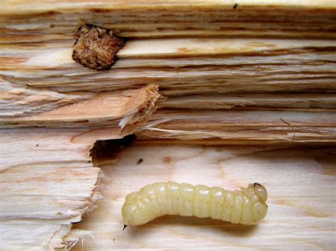 Sirexnoctilio Waspweb